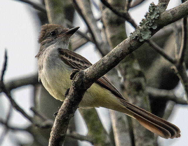 Ash-throated Flycatcher