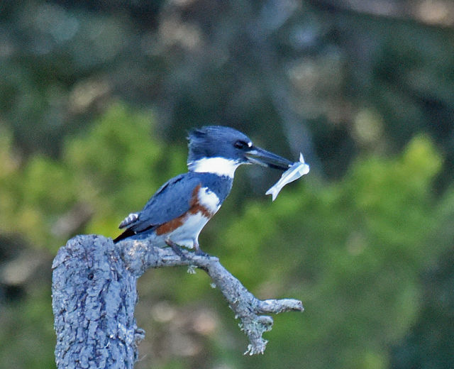 Belted Kingfisher