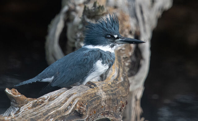 Belted Kingfisher