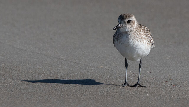 Black-bellied Plover