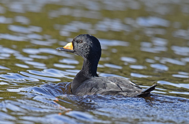 Black Scoter