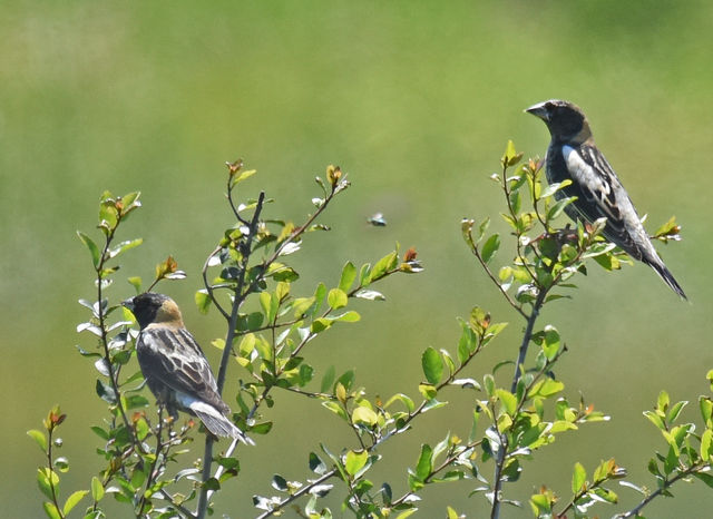Bobolink