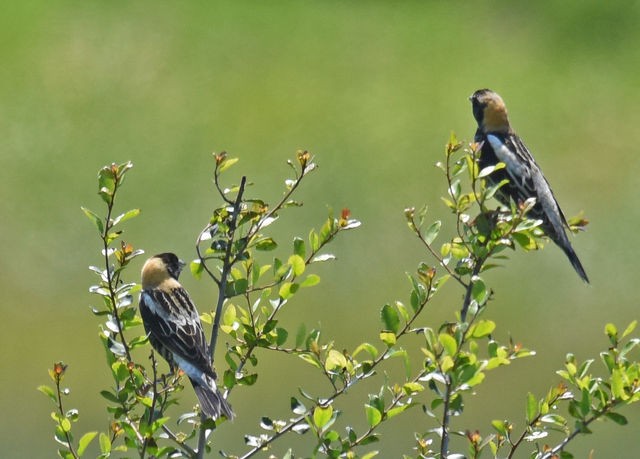 Bobolink