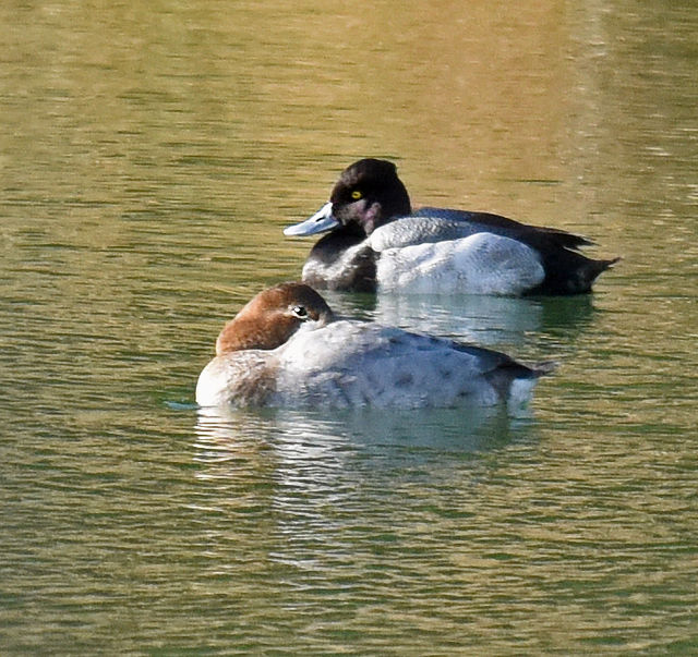 Canvasback