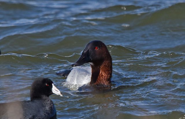 Canvasback