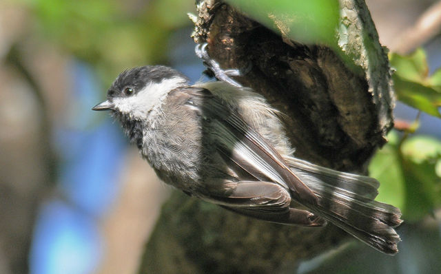 Carolina Chickadee