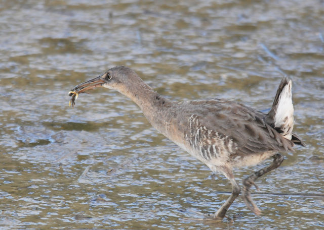 Clapper Rail