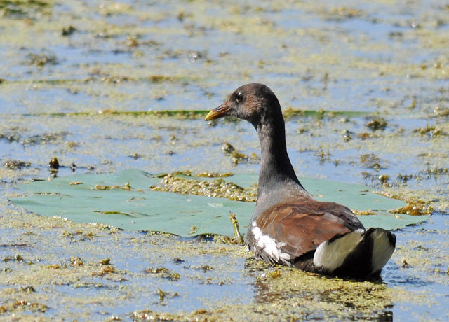 Common Gallinule