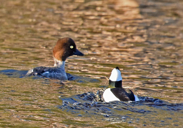 Common Goldeneye
