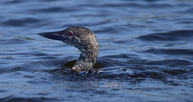 Common Loon