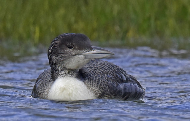 Common Loon