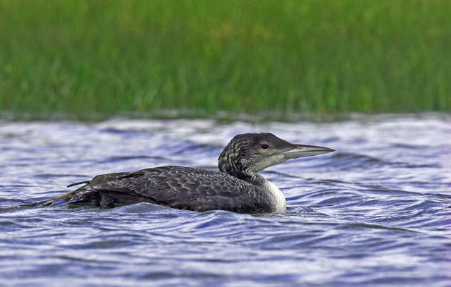 Common Loon