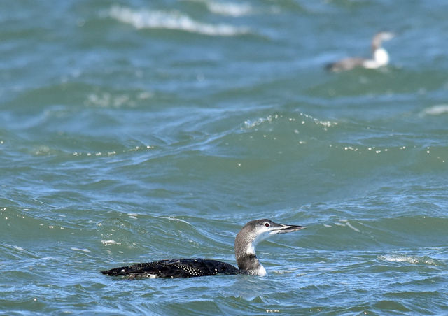 Common Loon
