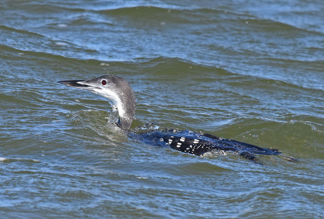 Common Loon