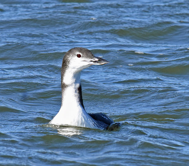 Common Loon