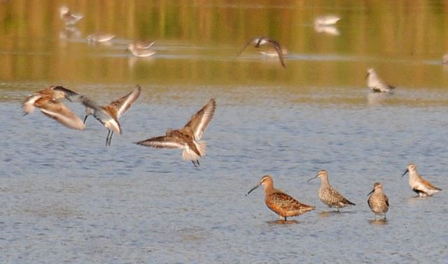 Dunlins