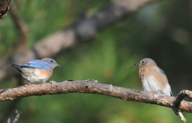 Eastern Bluebird