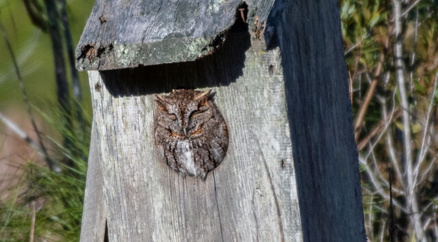 Eastern Screech-Owl
