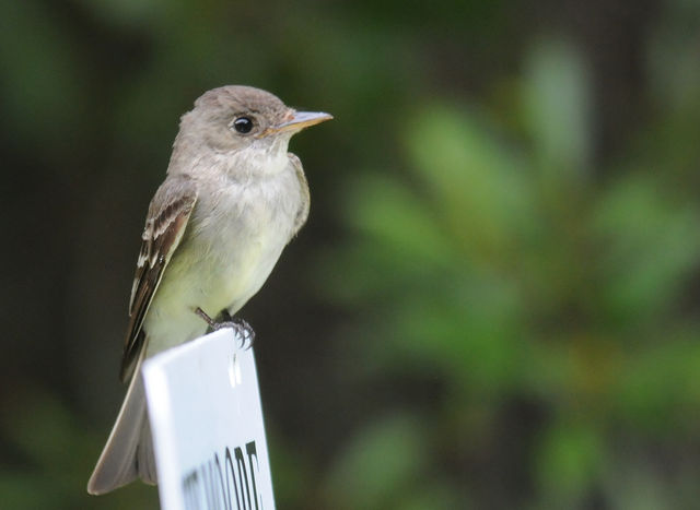 Eastern Wood-Pewee