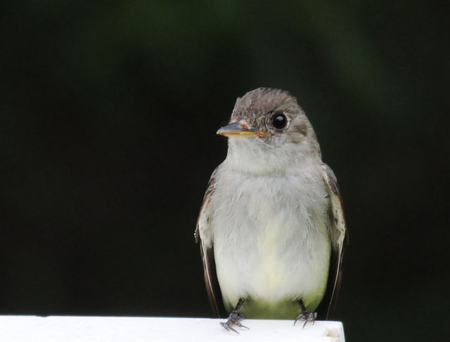 Eastern Wood-Pewee
