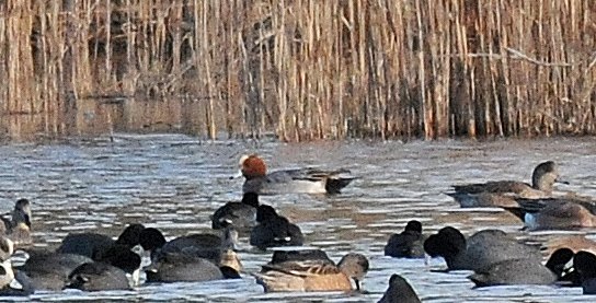 Eurasian Wigeon