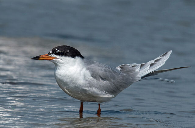 Forster's Tern