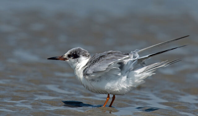 Forster's Tern