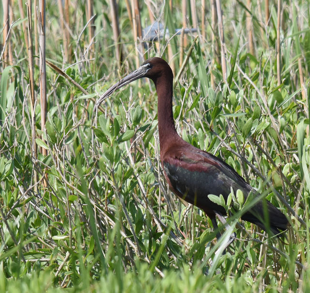 Glossy Ibis