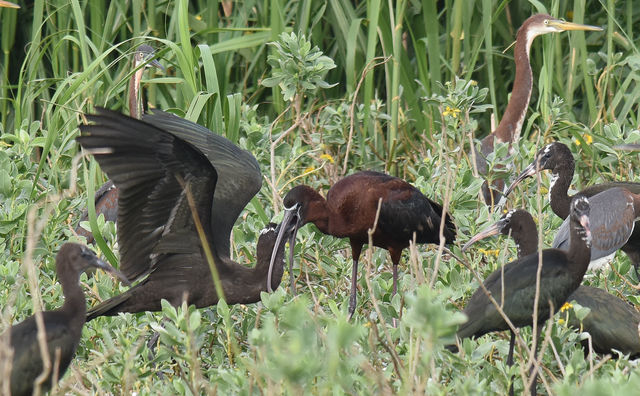 Glossy Ibis