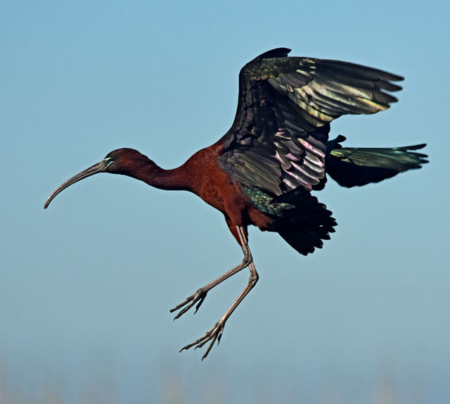 Glossy Ibis