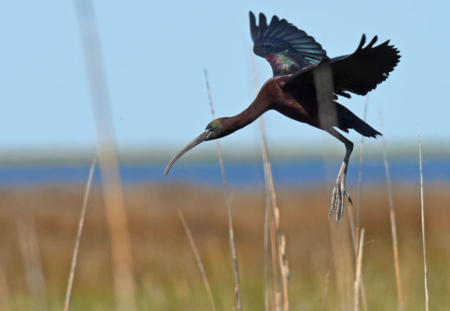 Glossy Ibis