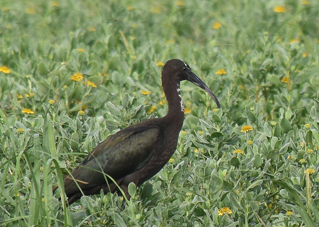 Glossy Ibis