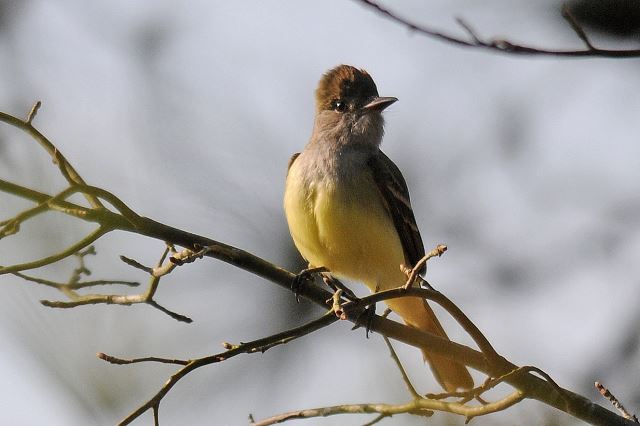 Great Crested Flycatcher