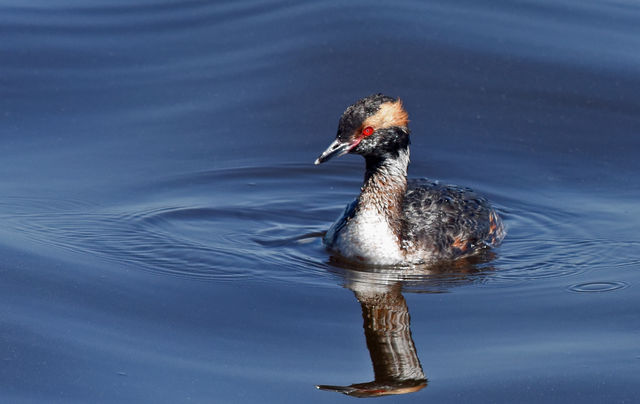 Horned Grebe
