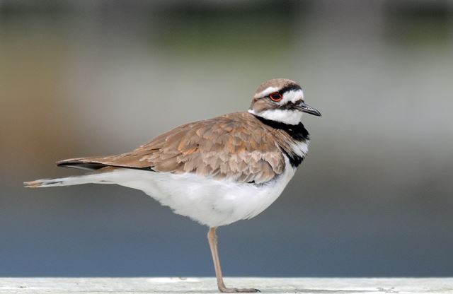 Killdeer