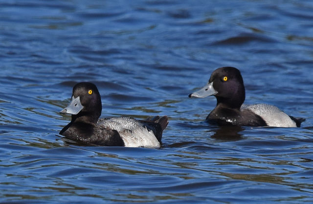 Lesser Scaup
