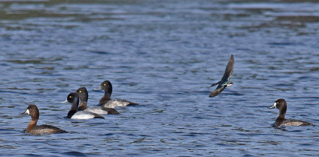 Lesser Scaup