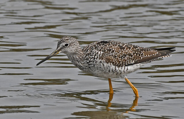 Lesser Yellowlegs