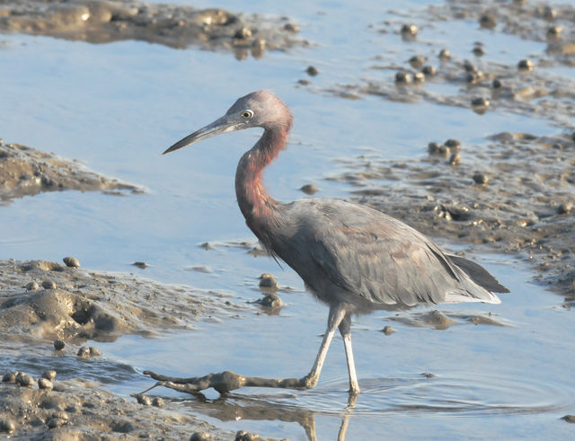 Little Blue Heron