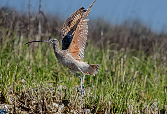Long-billed Curlew