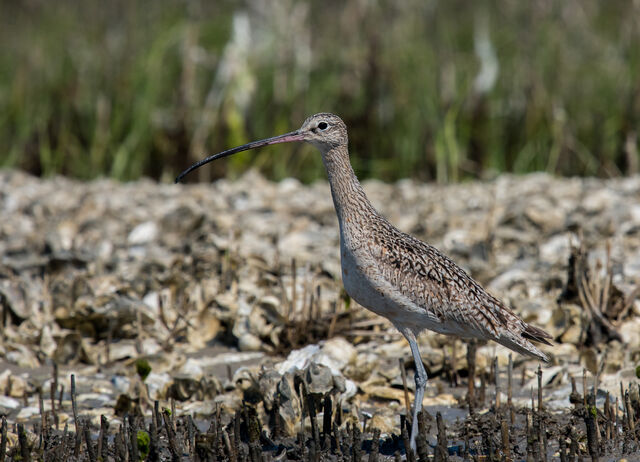 Long-billed Curlew