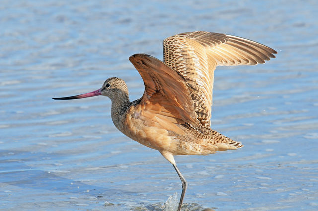 Marbled Godwit