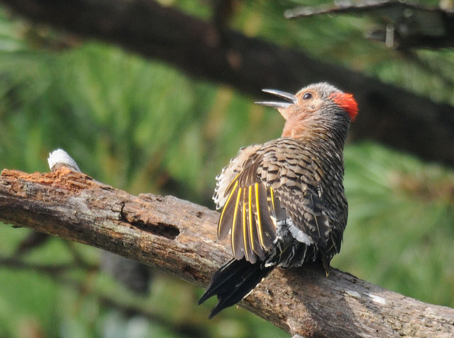 Northern Flicker