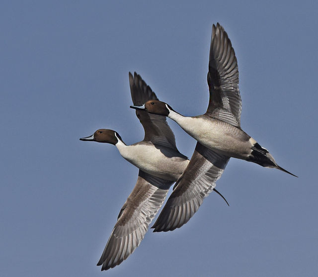 Northern Pintail