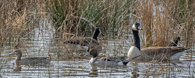 Northern Pintail