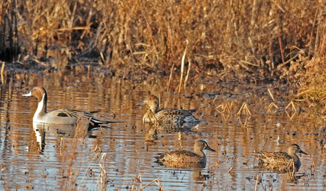 Northern Pintails and Green-winged Teal