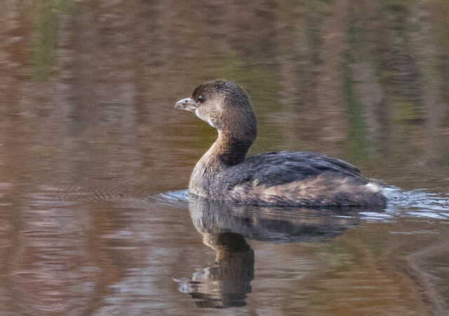 Pied-billed Grebe