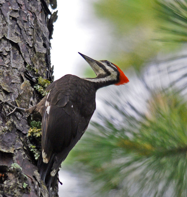Pileated Woodpecker