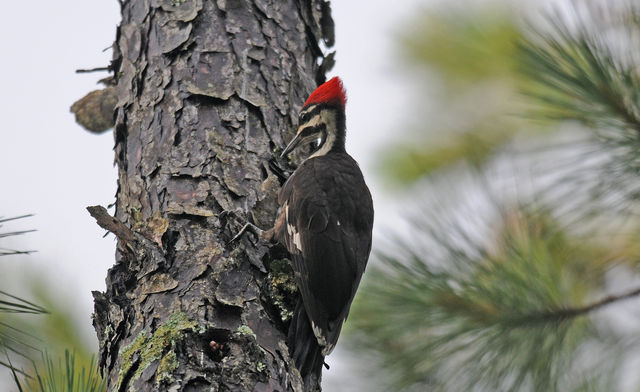 Pileated Woodpecker