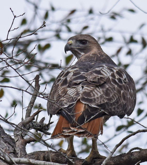 Red-tailed Hawk